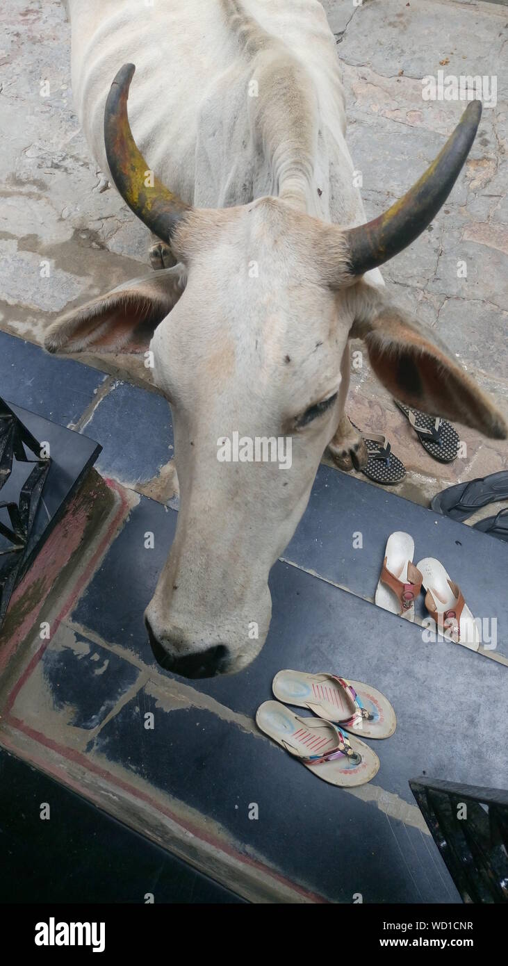 Cow Flop High Resolution Stock Photography and Images - Alamy