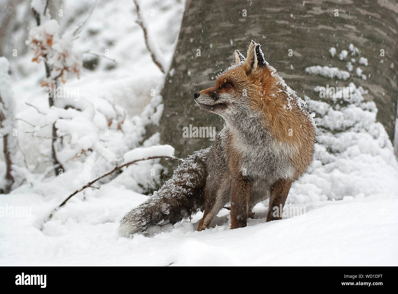 Fox tree winter hi-res stock photography and images - Alamy