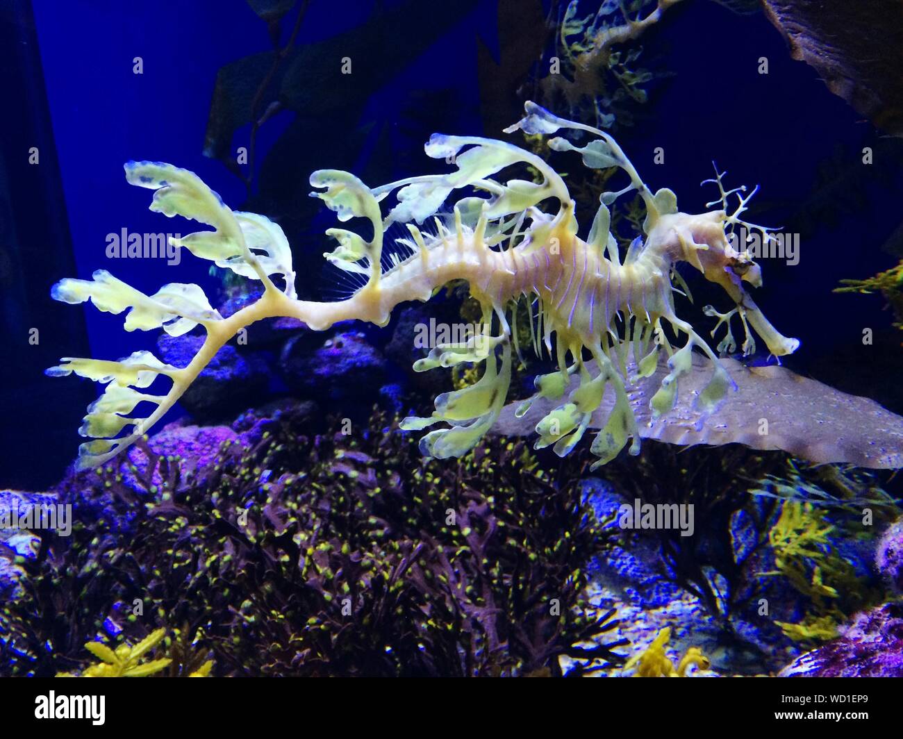 Leafy sea dragon fish hi-res stock photography and images - Alamy
