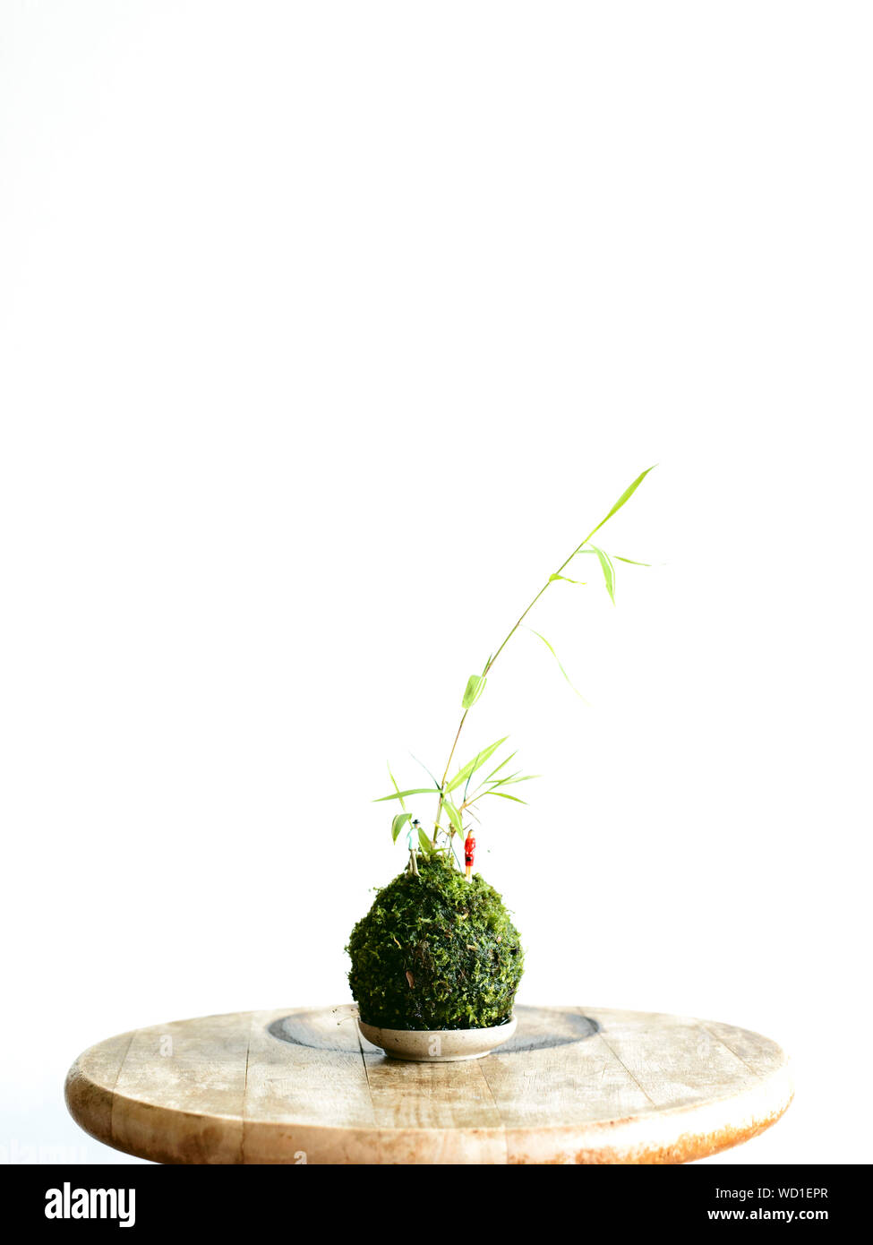 Moss ball white background hi-res stock photography and images - Alamy