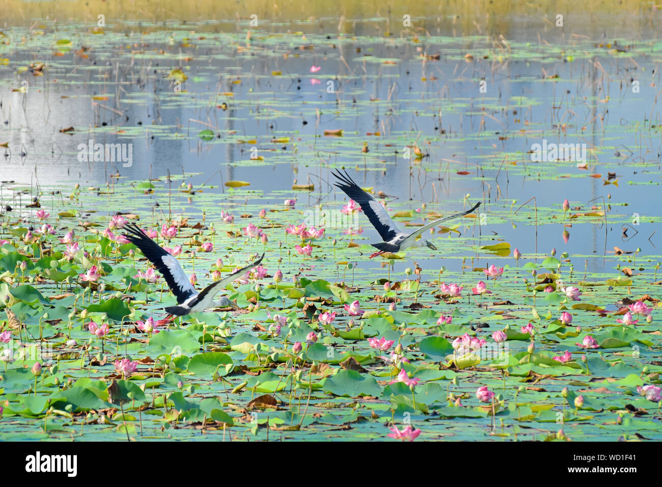 Flying lotus hi-res stock photography and images - Alamy