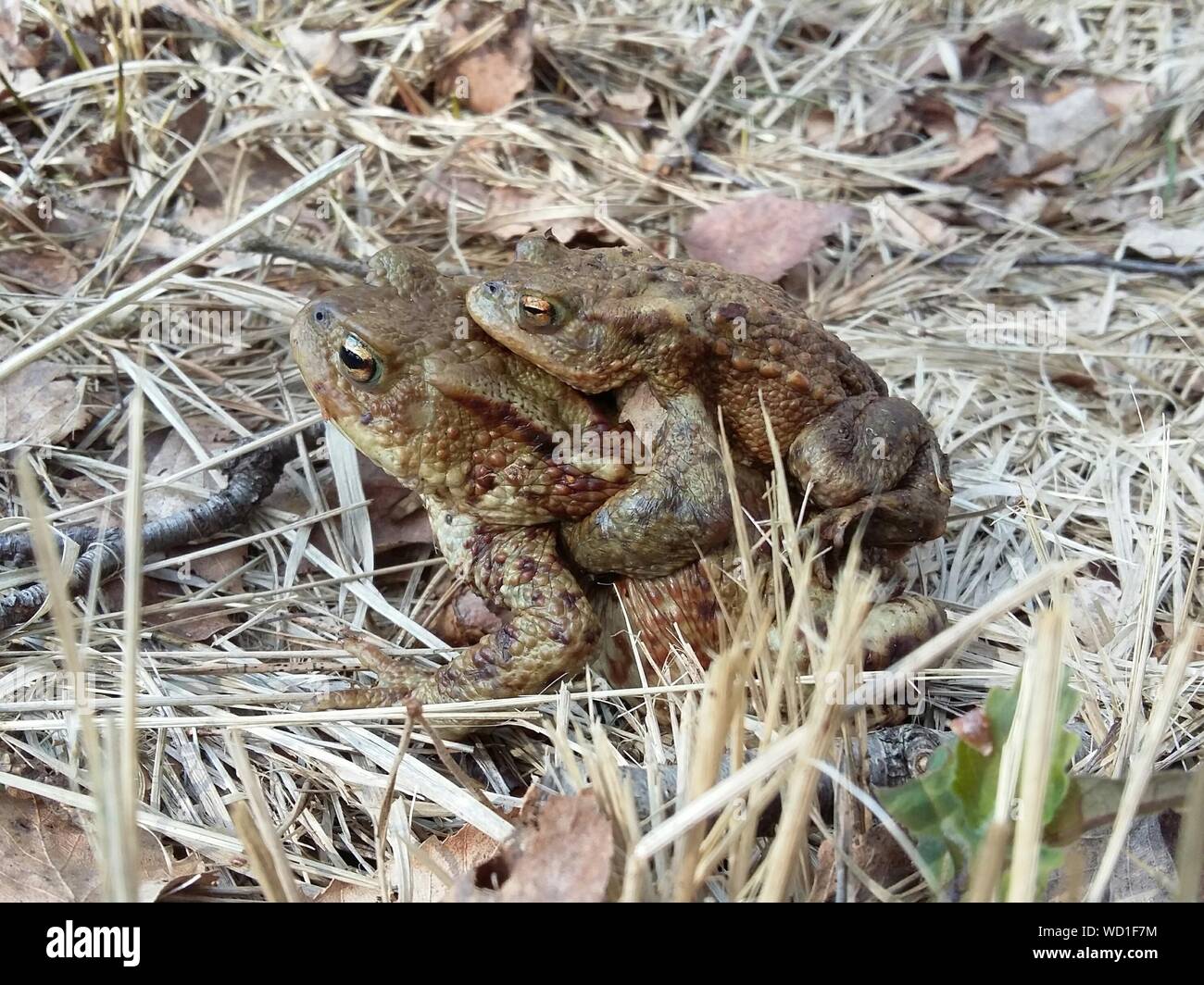 Grass frogs hi-res stock photography and images - Alamy