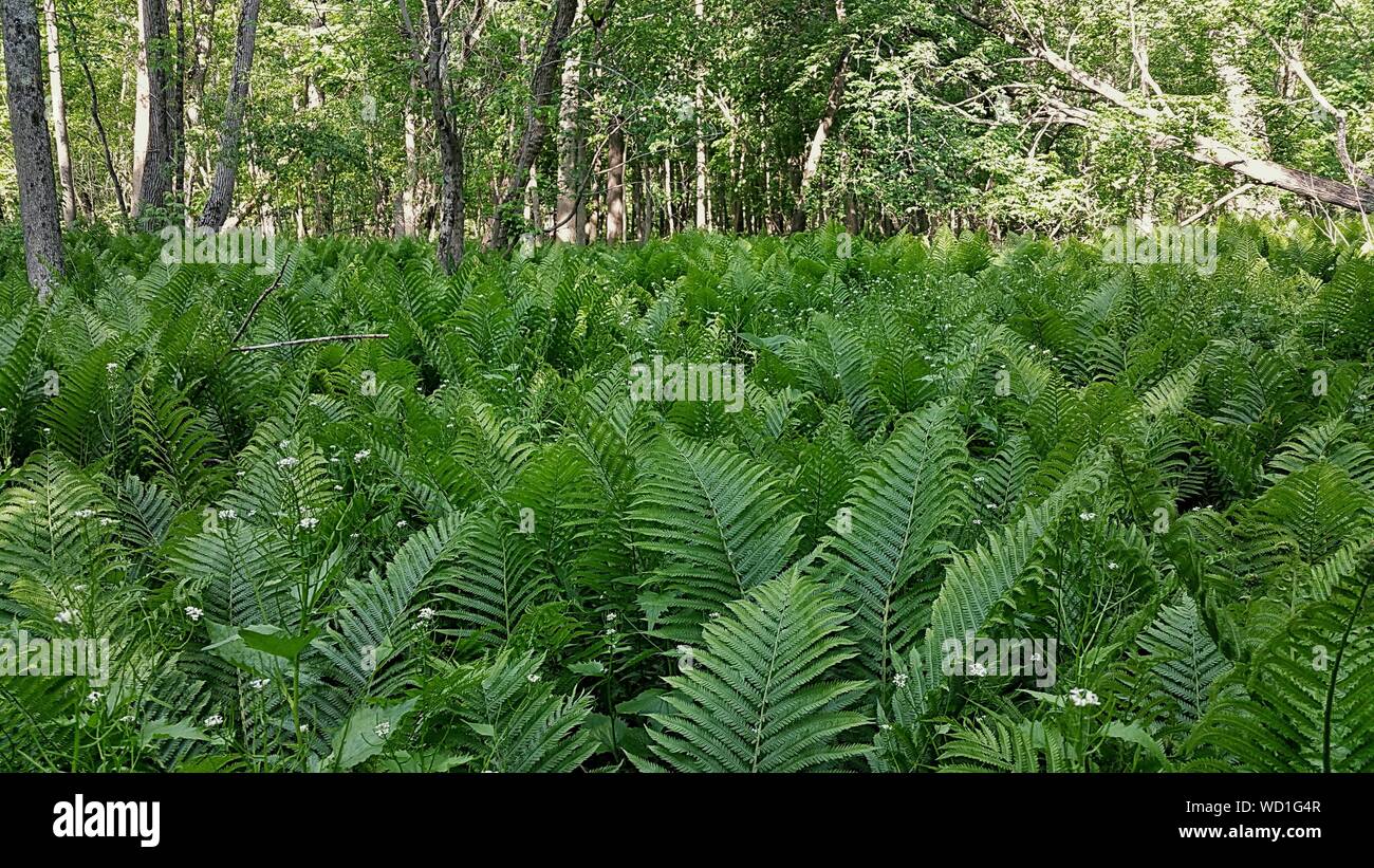 Urban landscape overgrown overgrown hi-res stock photography and images ...