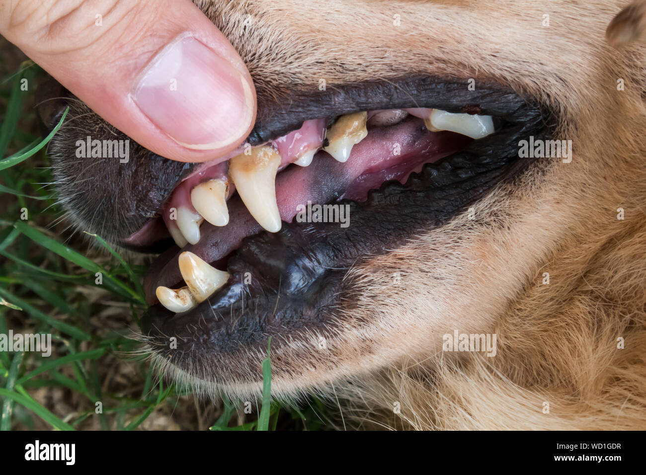 Teeth of dog hi-res stock photography and images - Alamy