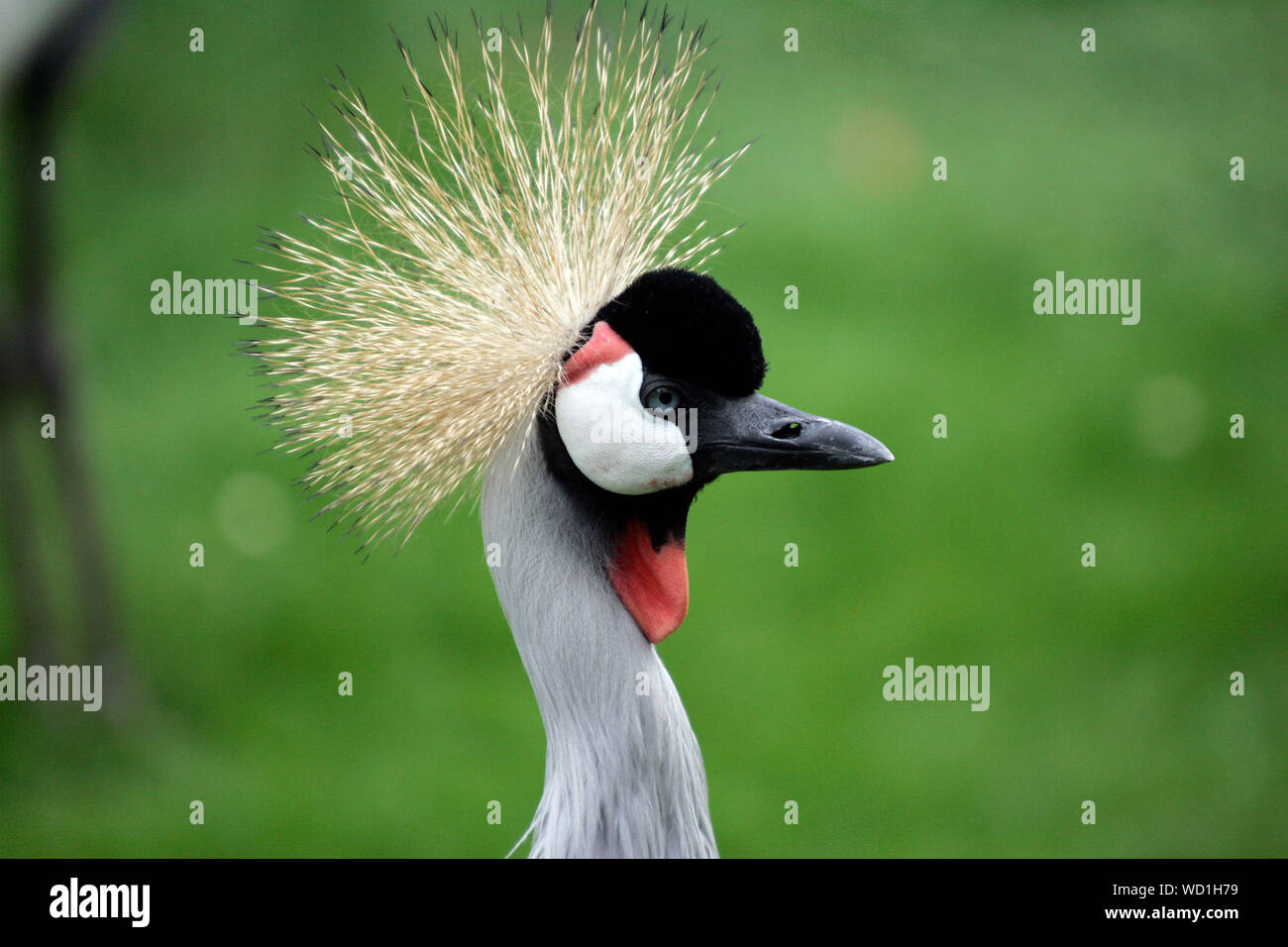 Crowned gray hi-res stock photography and images - Alamy