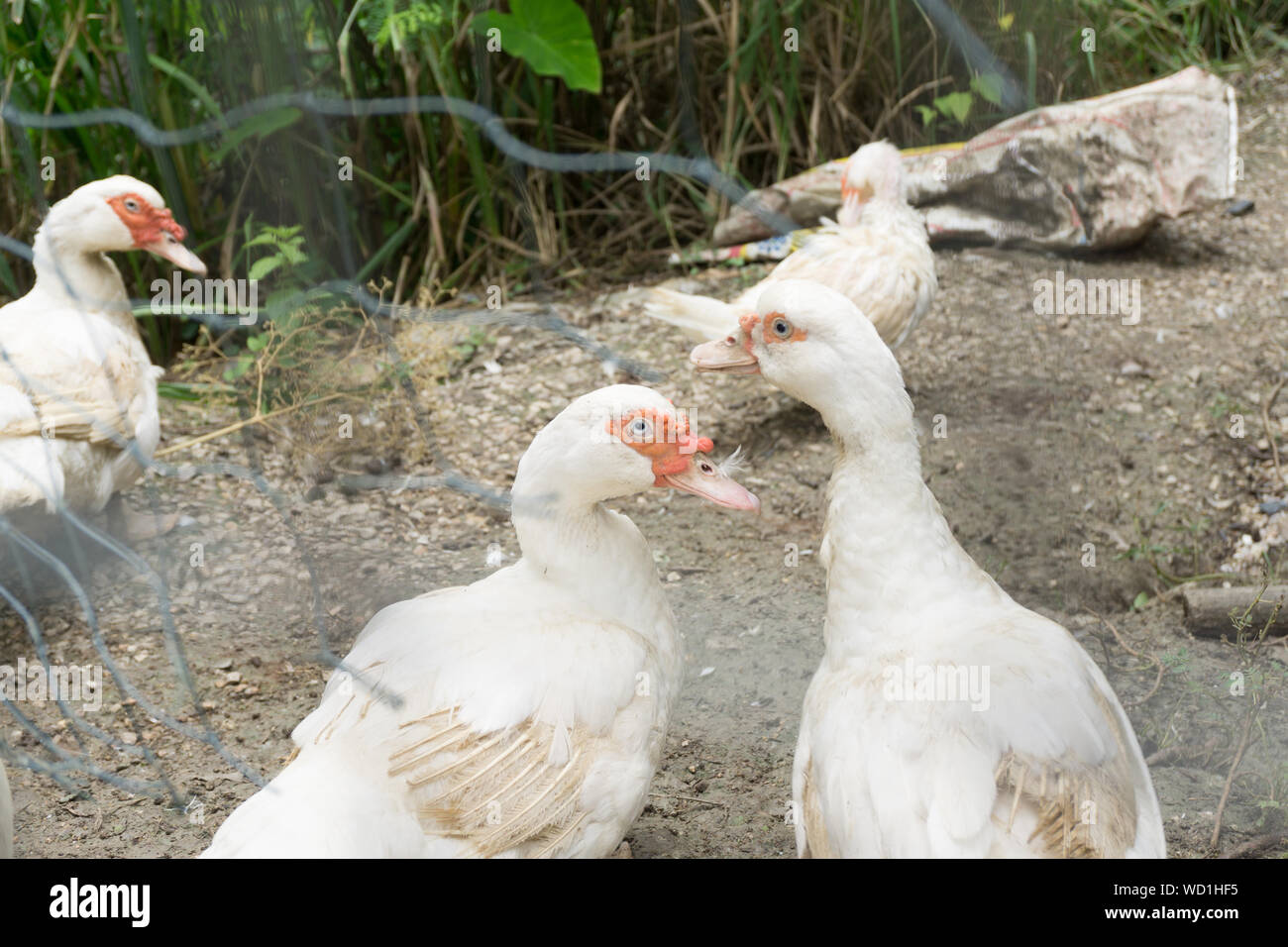 Ducks farm hi-res stock photography and images - Alamy