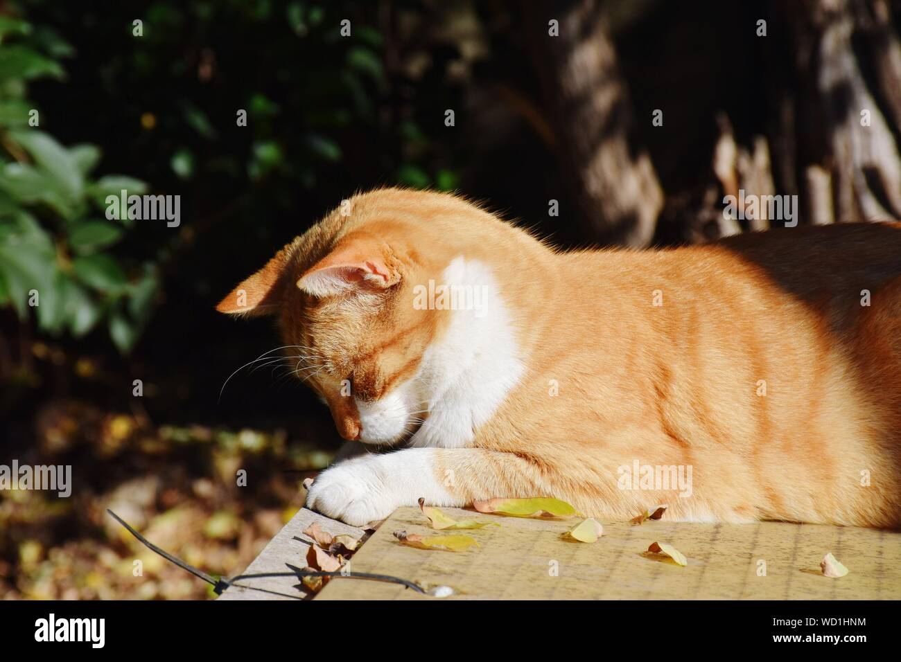 Ginger cat side on hi-res stock photography and images - Alamy