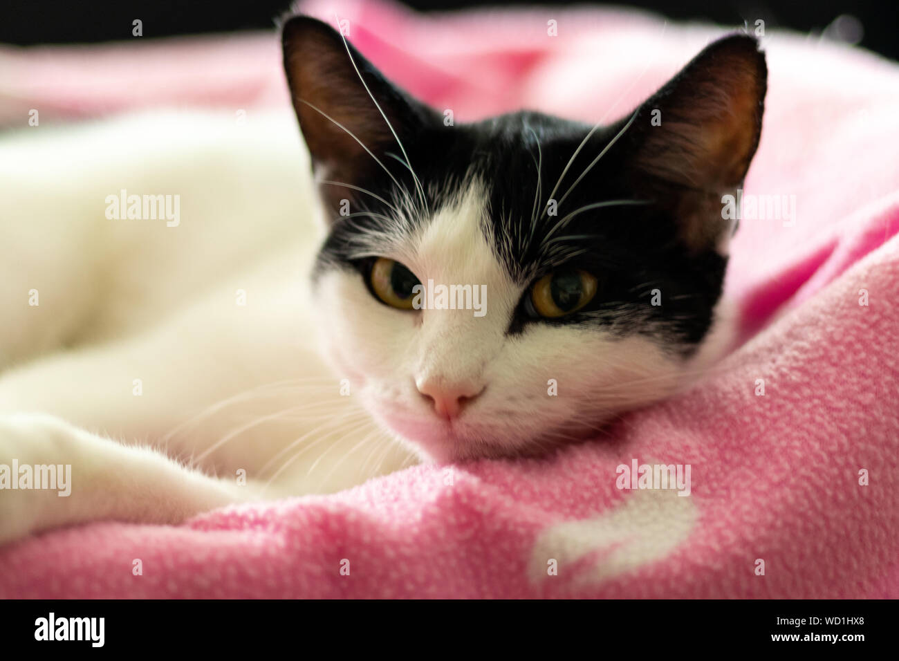 Cute kitten laying in bed Stock Photo - Alamy