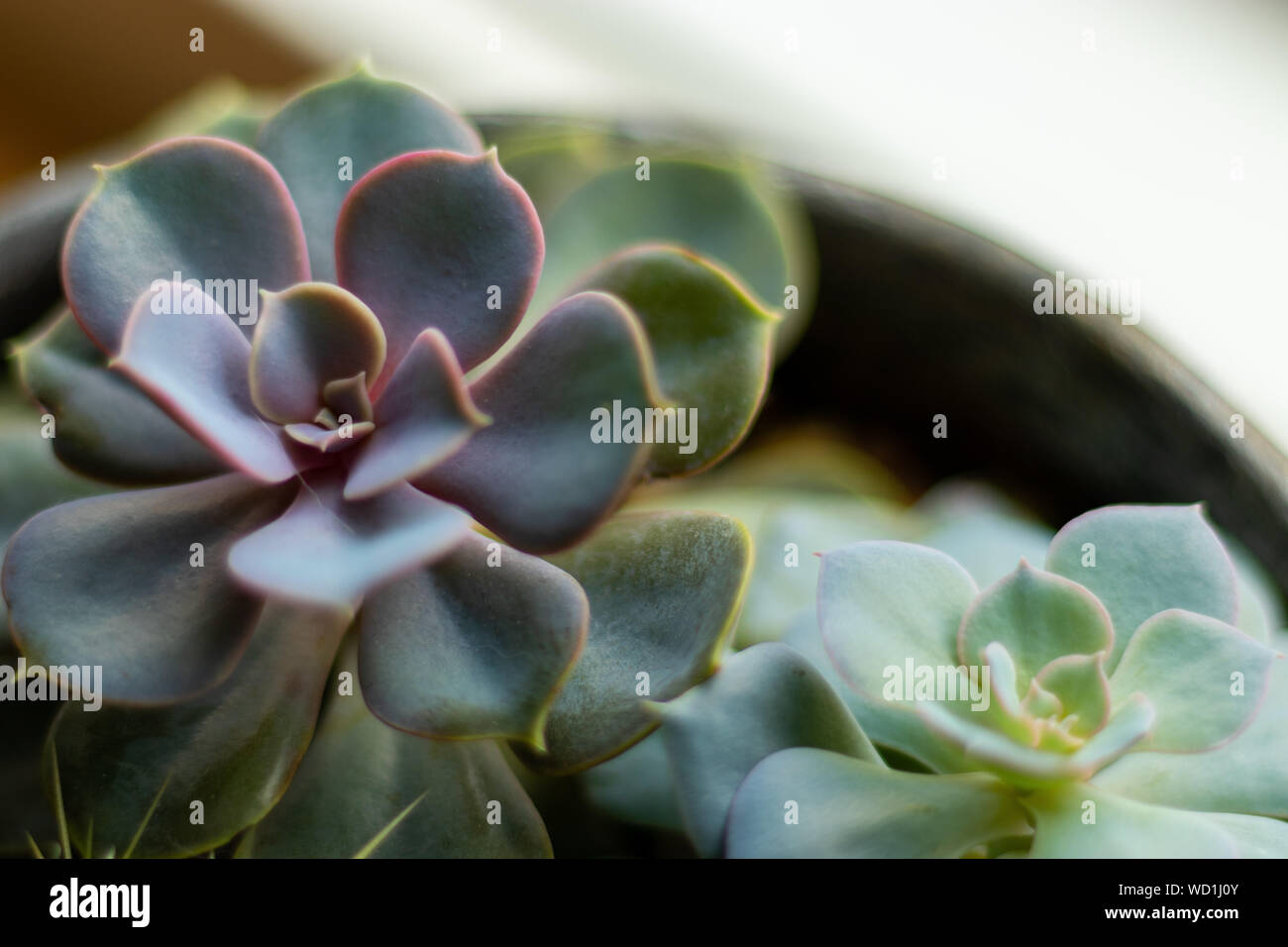 Macro photo of leaf hi-res stock photography and images - Alamy