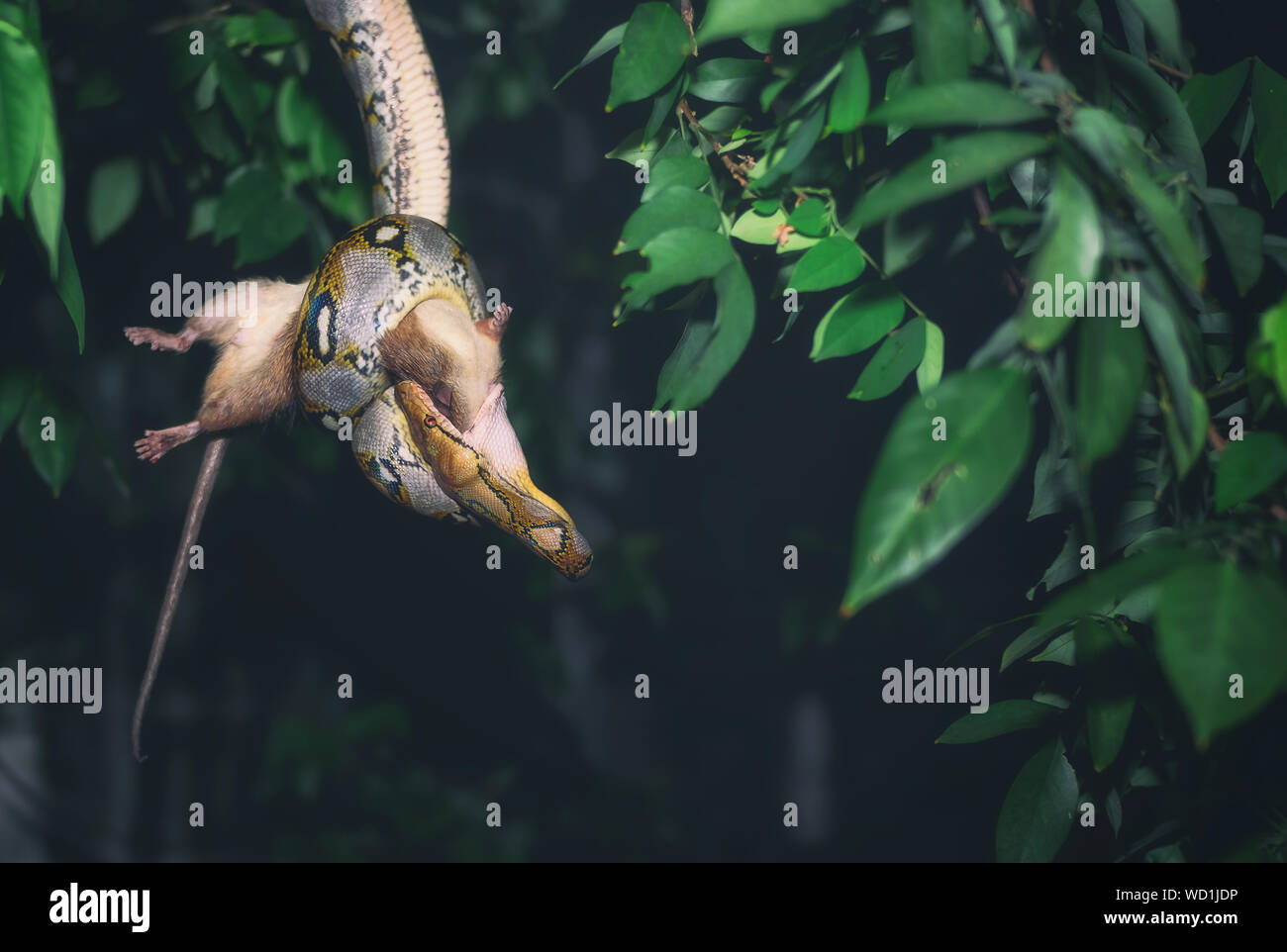 Dead green snake hi-res stock photography and images - Alamy