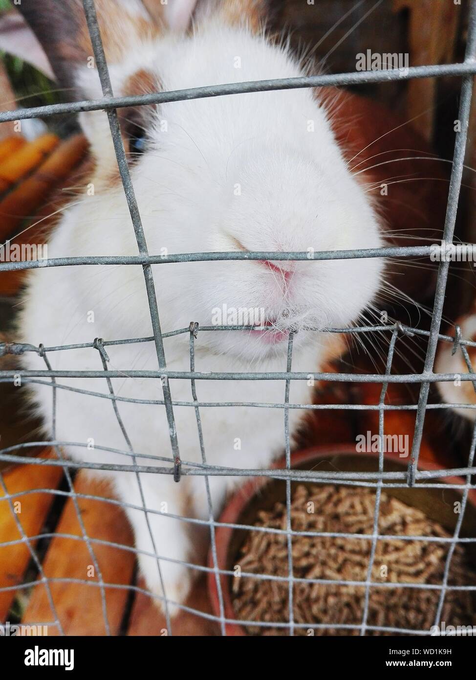 Trapped rabbit hi-res stock photography and images - Alamy