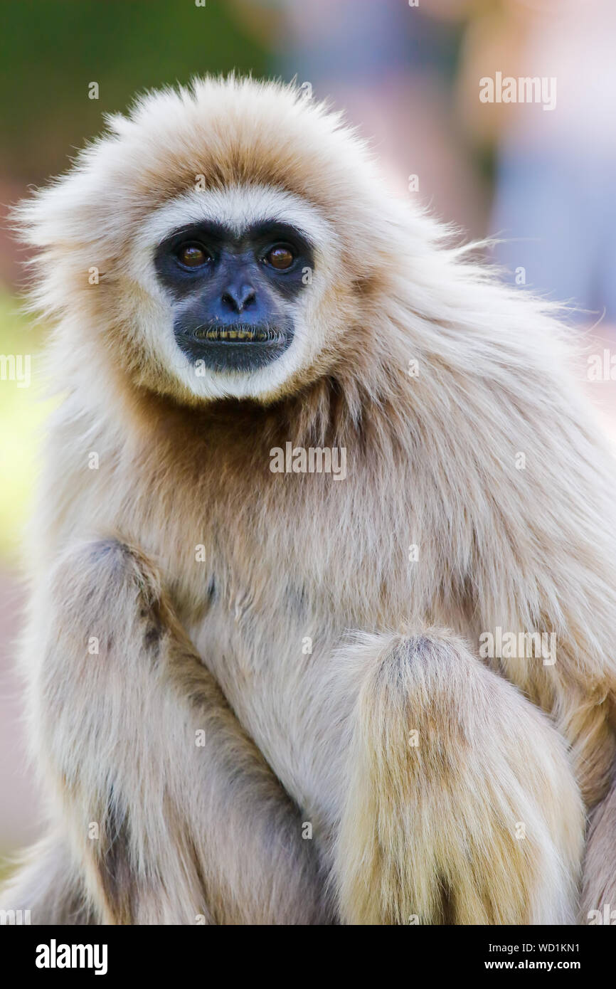 Gibbon High Resolution Stock Photography and Images - Alamy