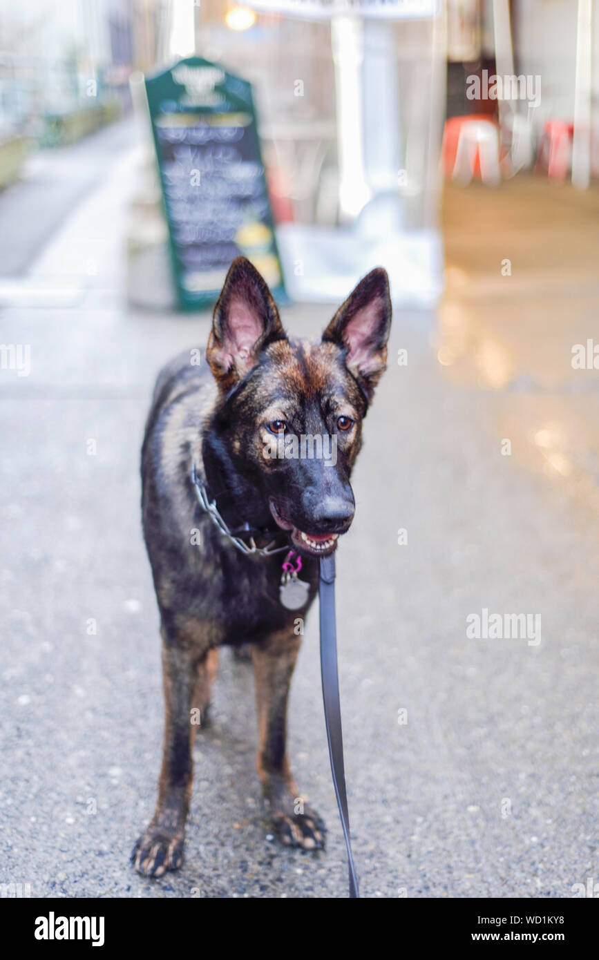 Sable pet hi-res stock photography and images - Alamy