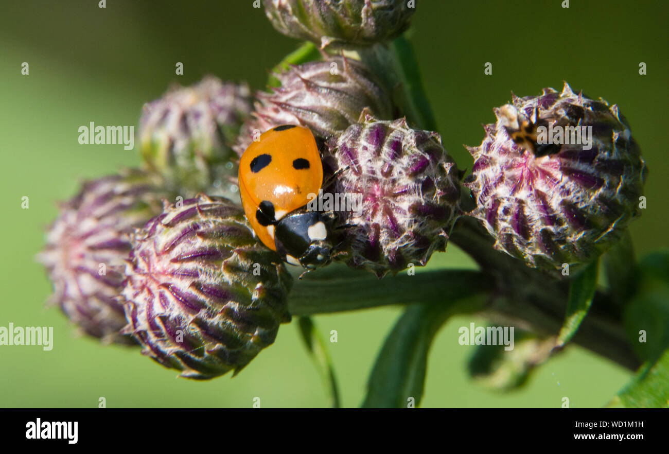 Ladybug purple flower animal wildlife hi-res stock photography and ...