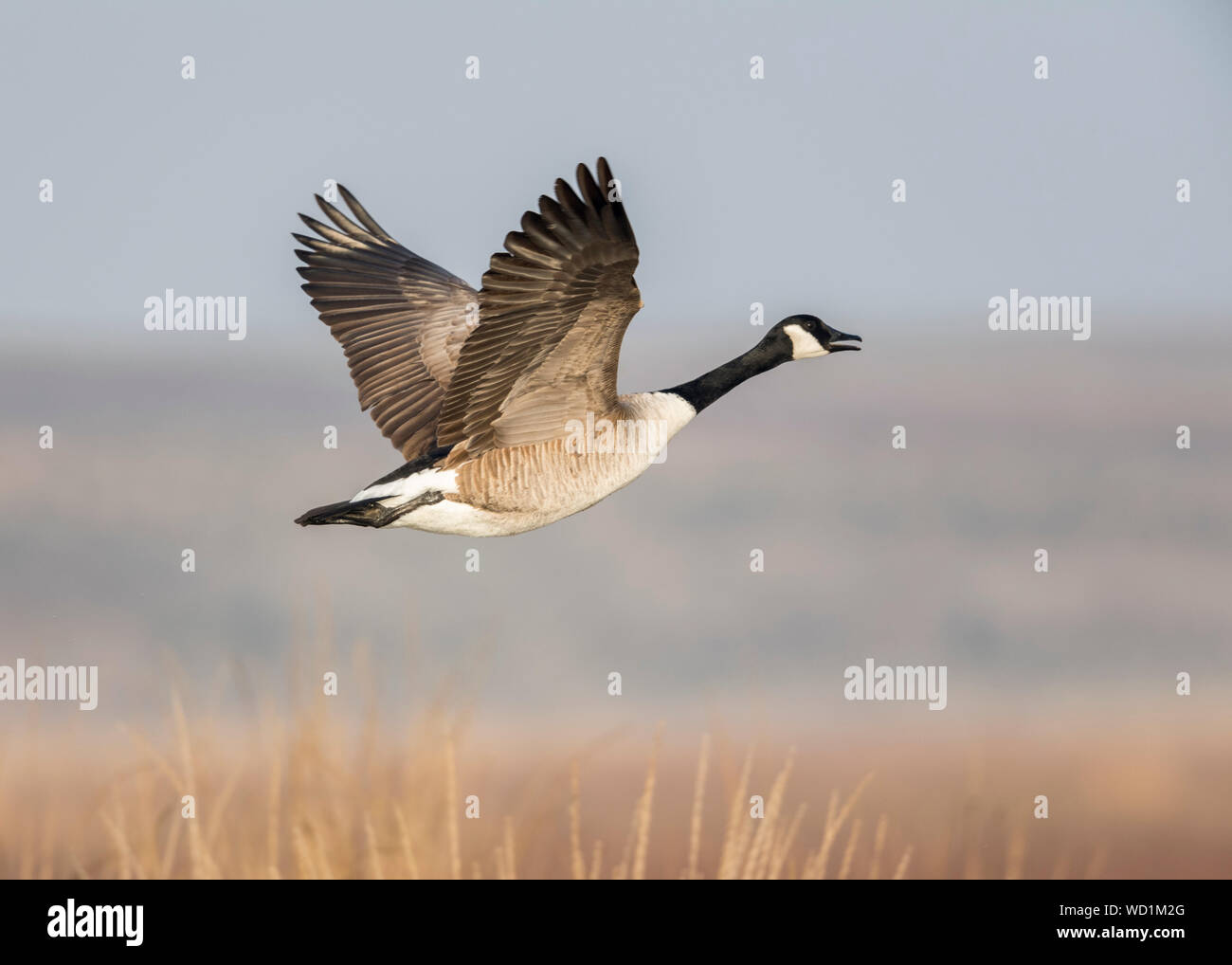 Canada Geese Taking Flight Stock Photos & Canada Geese Taking Flight ...