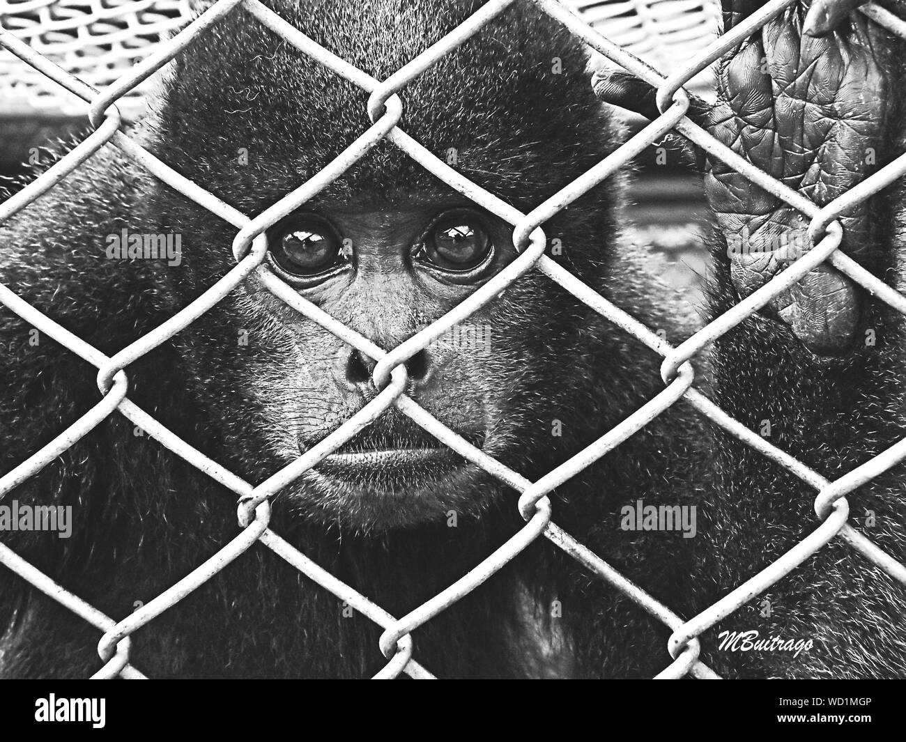 Chimpanzee Cage High Resolution Stock Photography and Images - Alamy