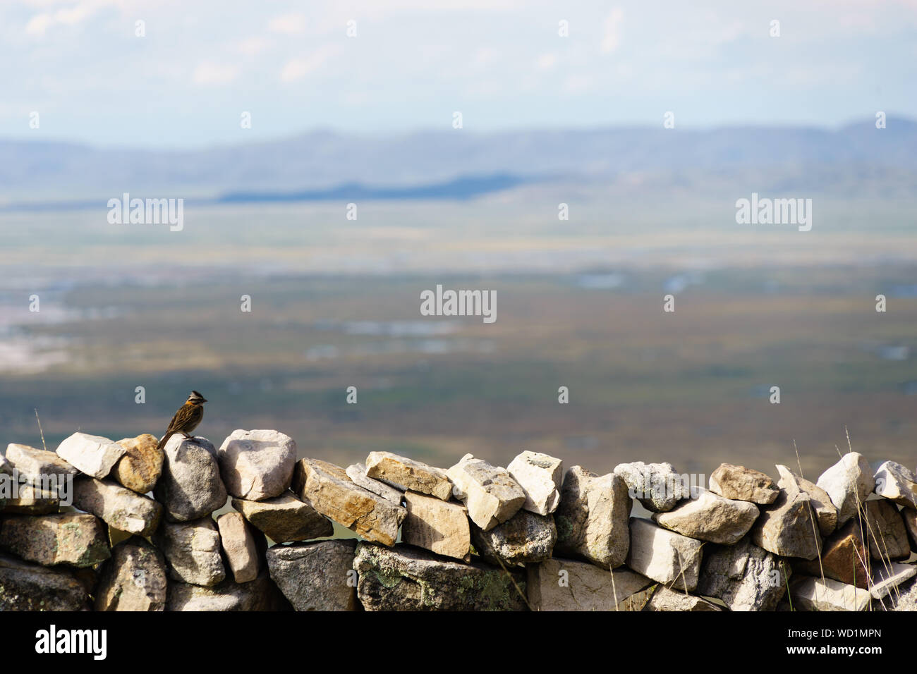 Stone wall bird hi-res stock photography and images - Alamy
