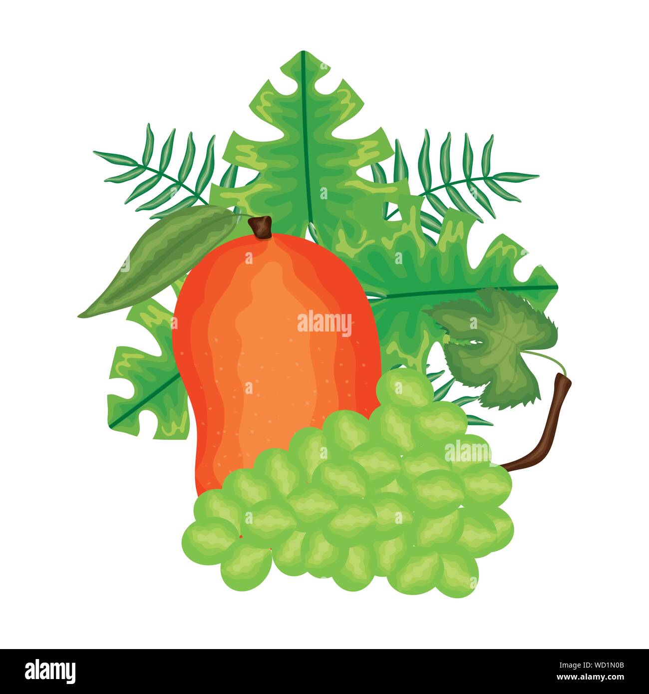 fresh mango and grapes fruits vector illustration design Stock Vector ...