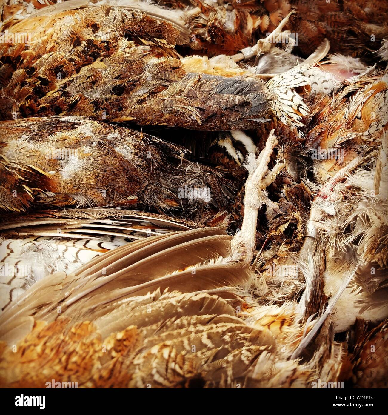 Dead poultry hi-res stock photography and images - Alamy
