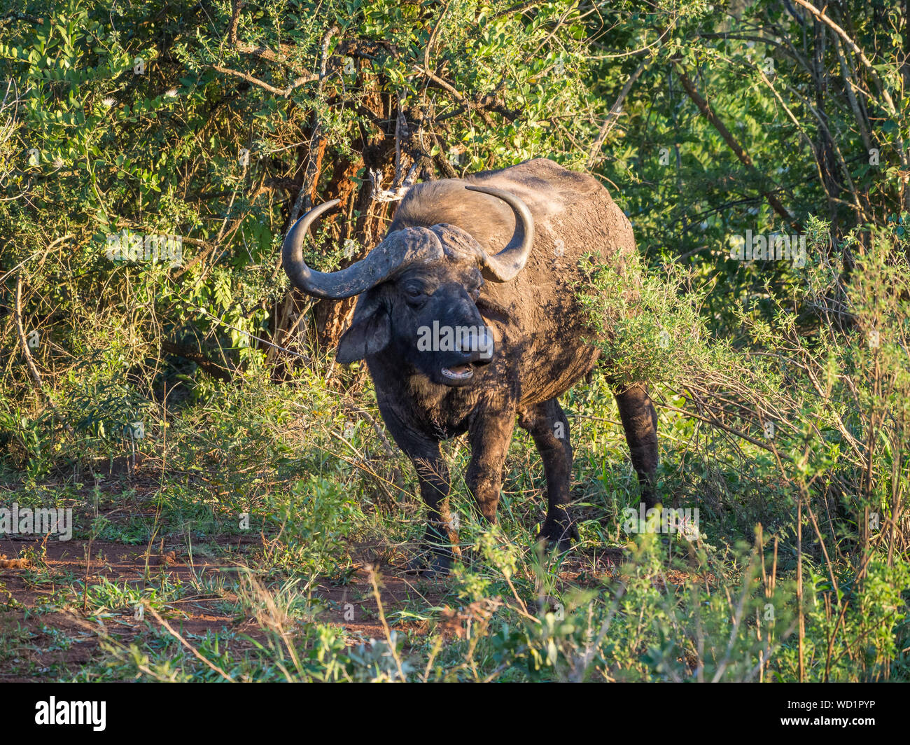 Buffalo in the trees hi-res stock photography and images - Alamy