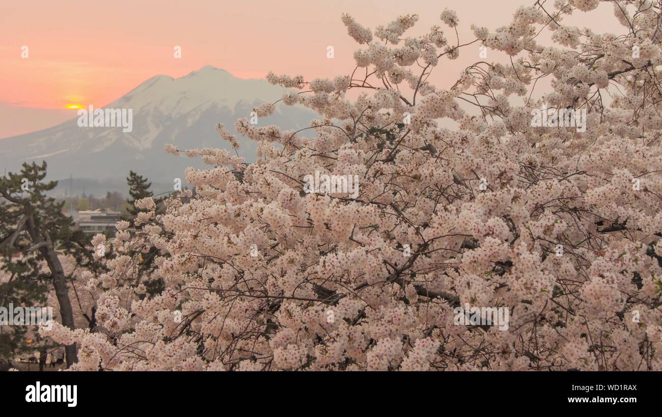 Cherry blossom sunset hi-res stock photography and images - Alamy