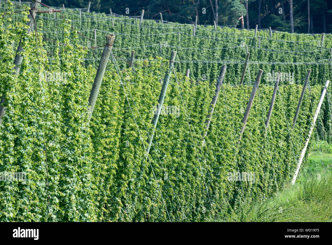 Hop harvest in wolnzach hi-res stock photography and images - Alamy