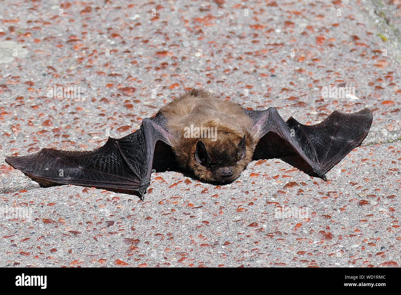 Bat dead hi-res stock photography and images - Alamy