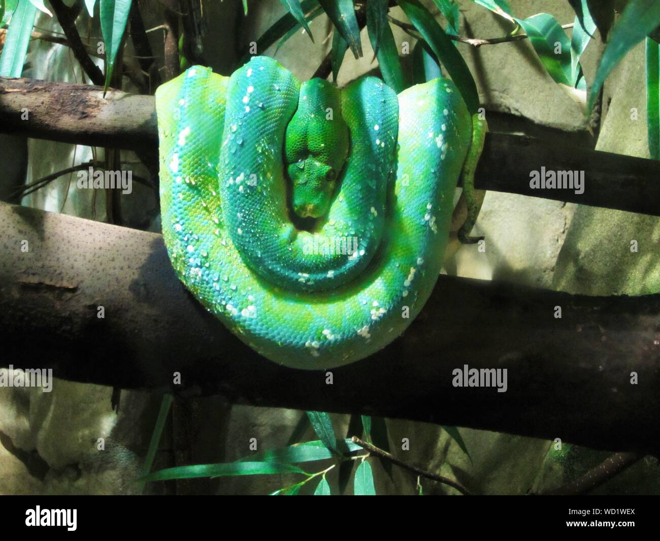 Sleeping Snake High Resolution Stock Photography and Images - Alamy