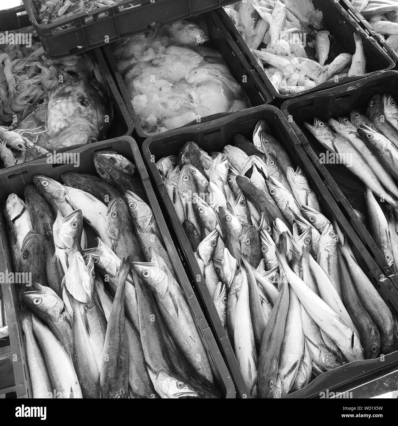 Seafood on display hi-res stock photography and images - Alamy