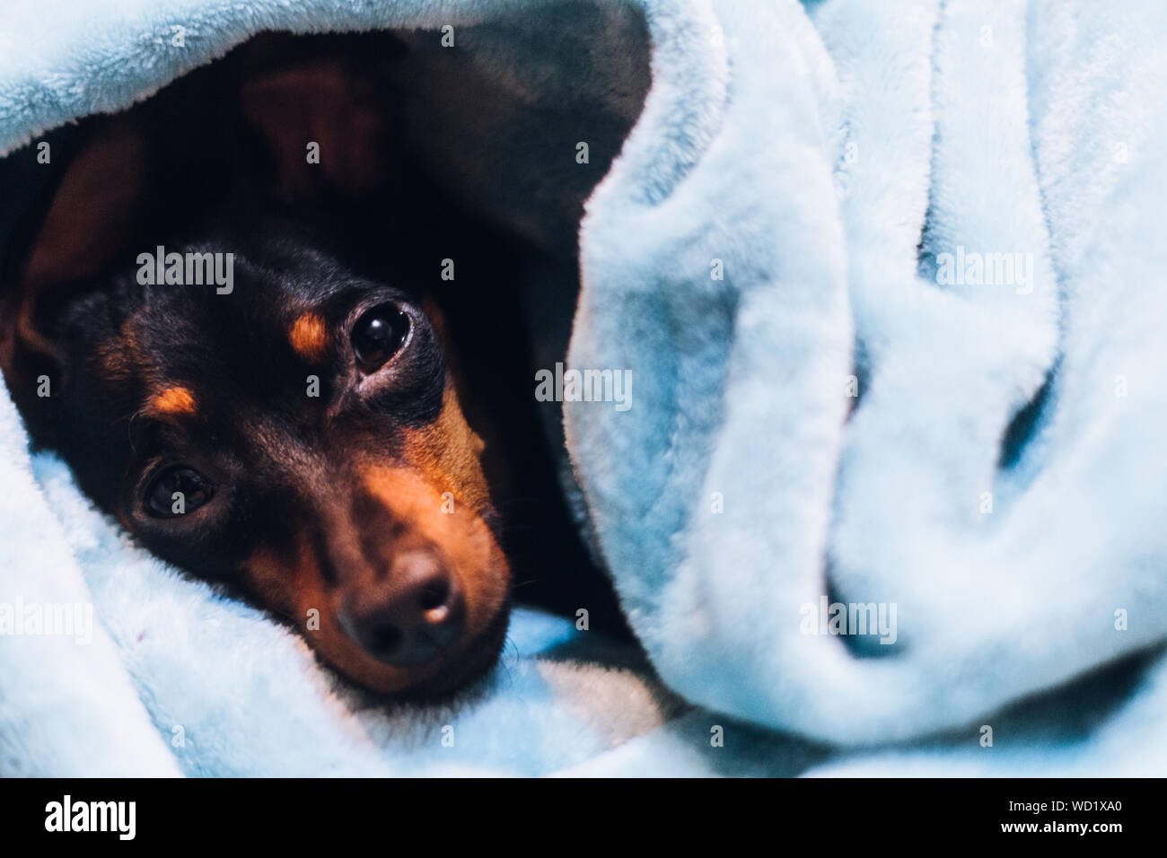 Dog wrapped up in a blanket hi-res stock photography and images - Alamy
