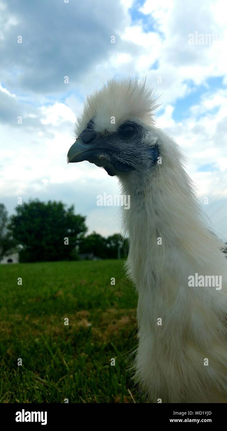 Chicken grass hi-res stock photography and images - Alamy