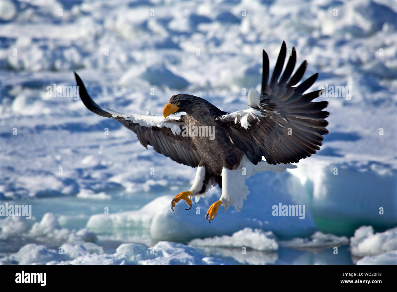 Flying in winter hi-res stock photography and images - Alamy