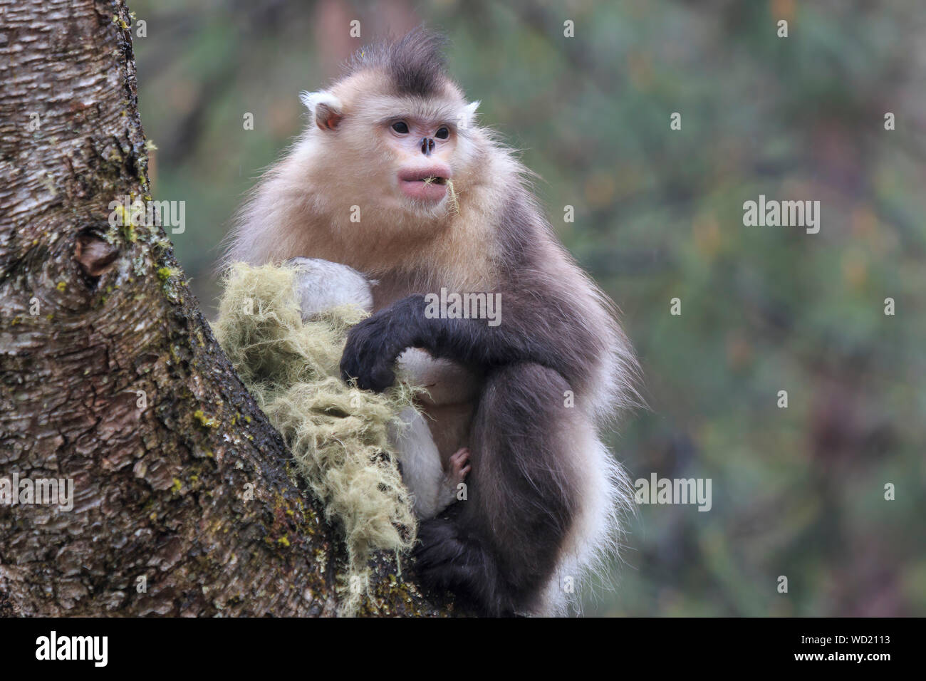 Yunnan Snub Nosed Monkey High Resolution Stock Photography and Images ...