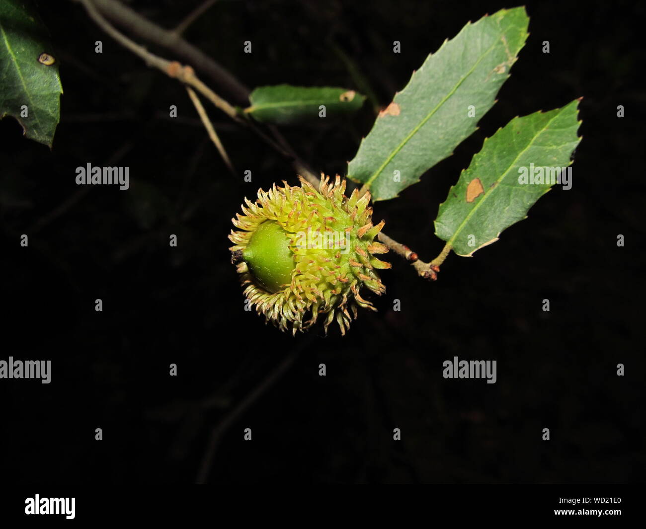 Oak tree night hi-res stock photography and images - Alamy
