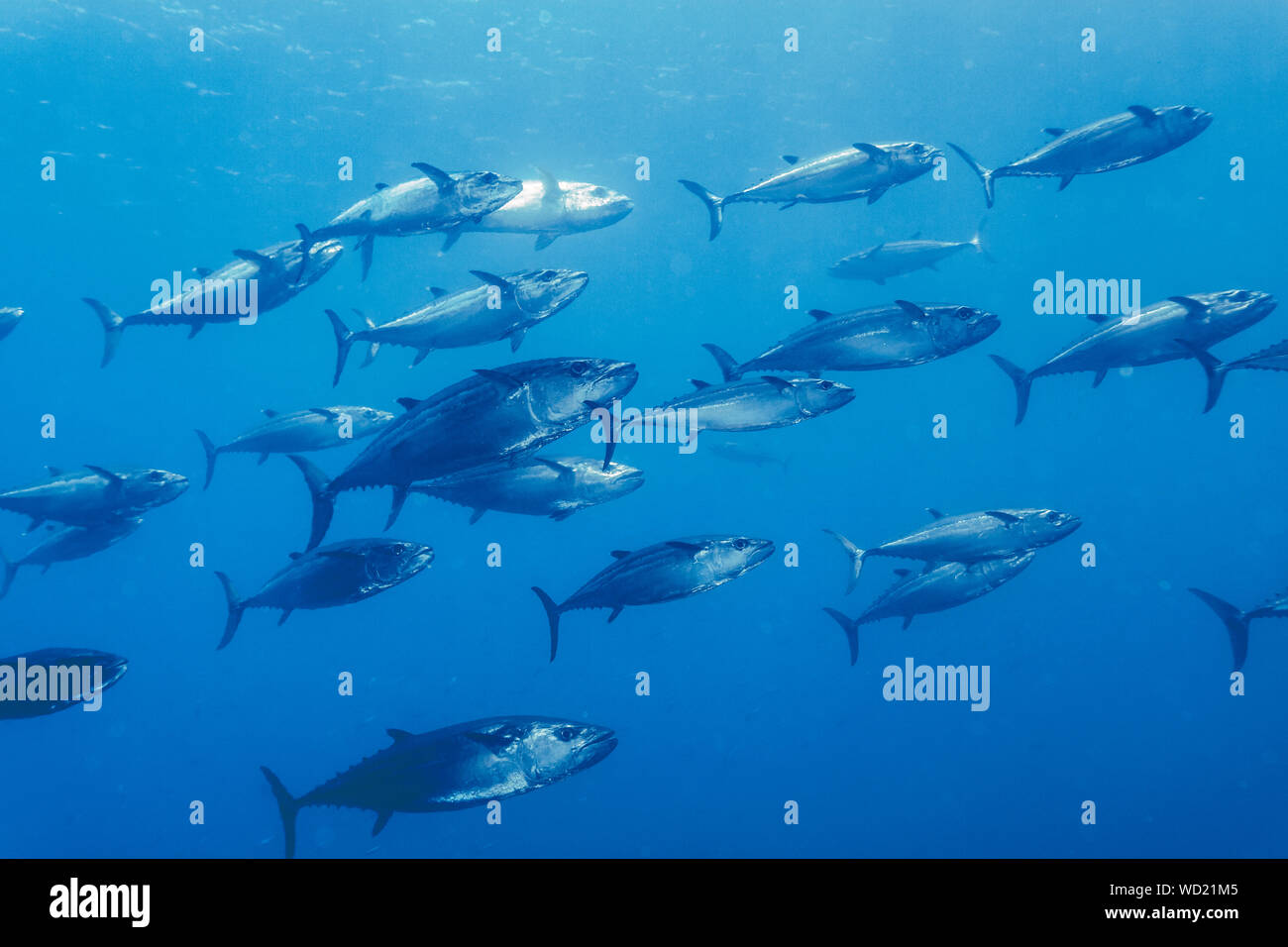 dogtooth tuna, Gymnosarda unicolor, Yome-jima, Bonin Islands, Ogasawara ...