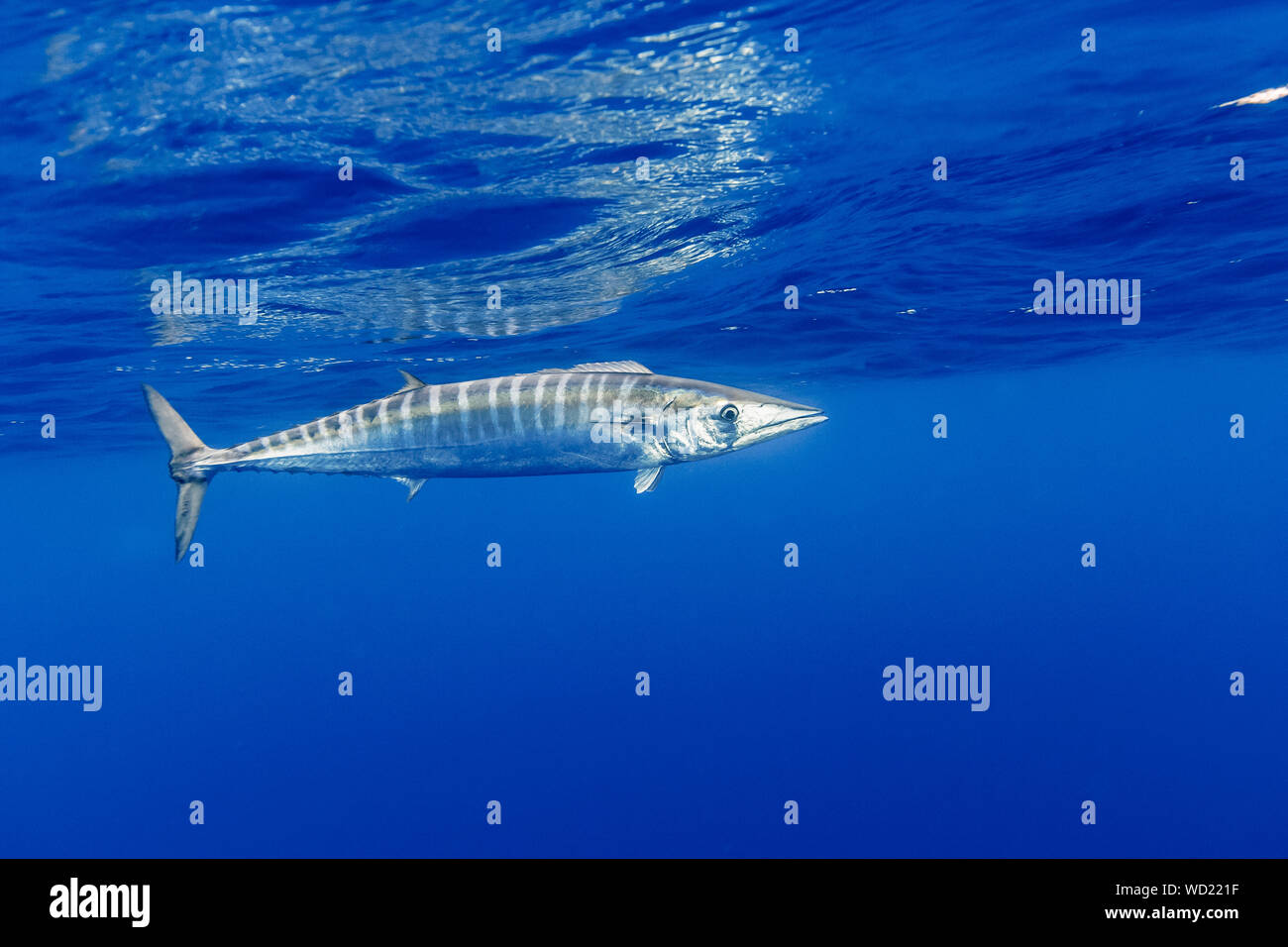 Game fish hi-res stock photography and images - Alamy