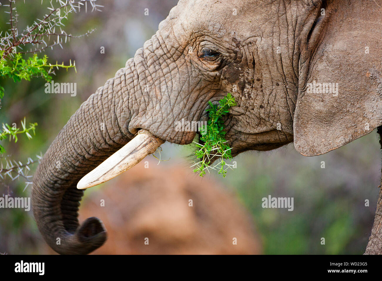 Elephant eating plant hi-res stock photography and images - Alamy