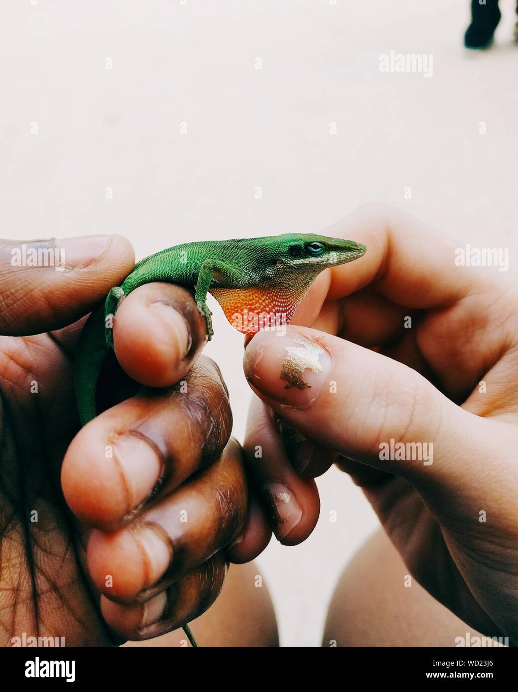 Lizard People High Resolution Stock Photography and Images - Alamy