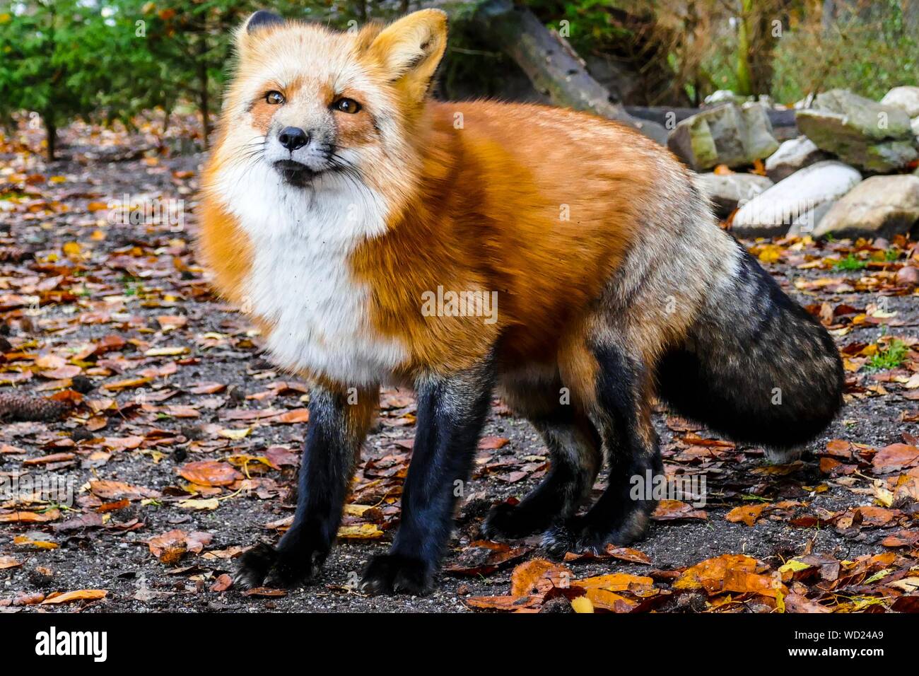 Red fox standing hi-res stock photography and images - Alamy