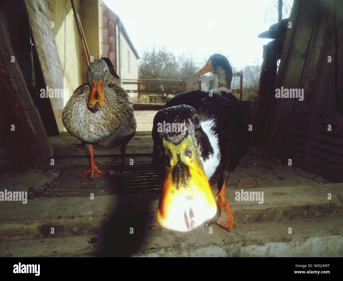 Ducks attacking hi-res stock photography and images - Alamy