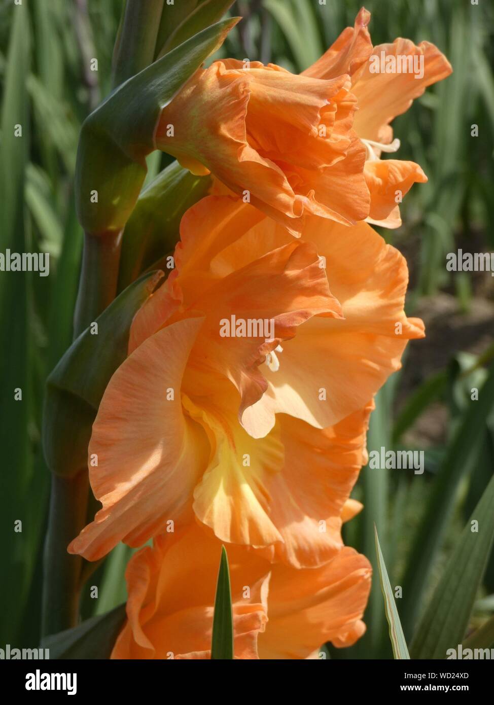 Gladiolus Flowers High Resolution Stock Photography and Images - Alamy