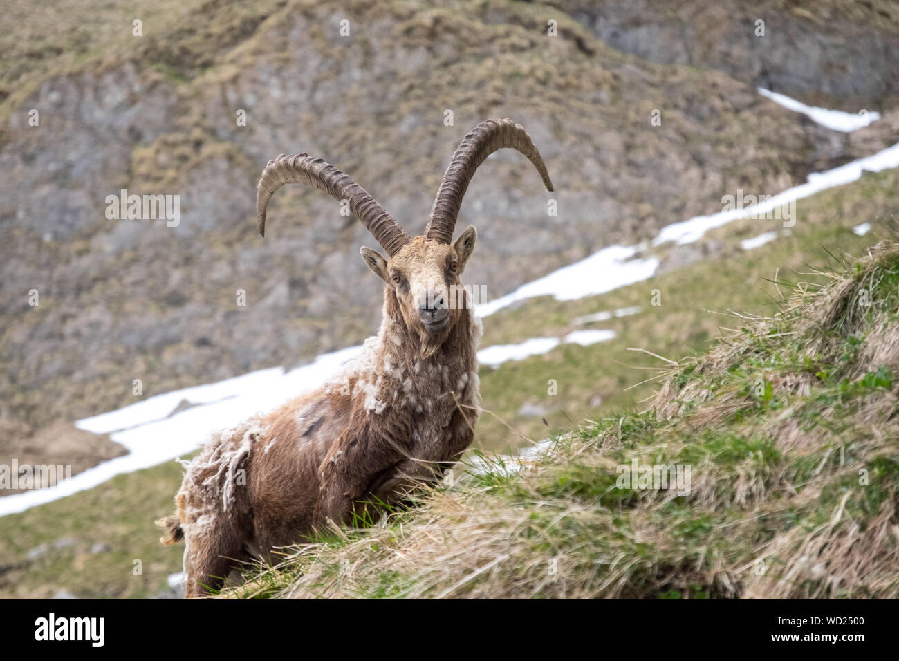 One mouflon hi-res stock photography and images - Alamy