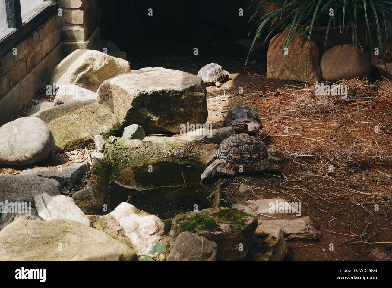 Three tortoises hi-res stock photography and images - Alamy