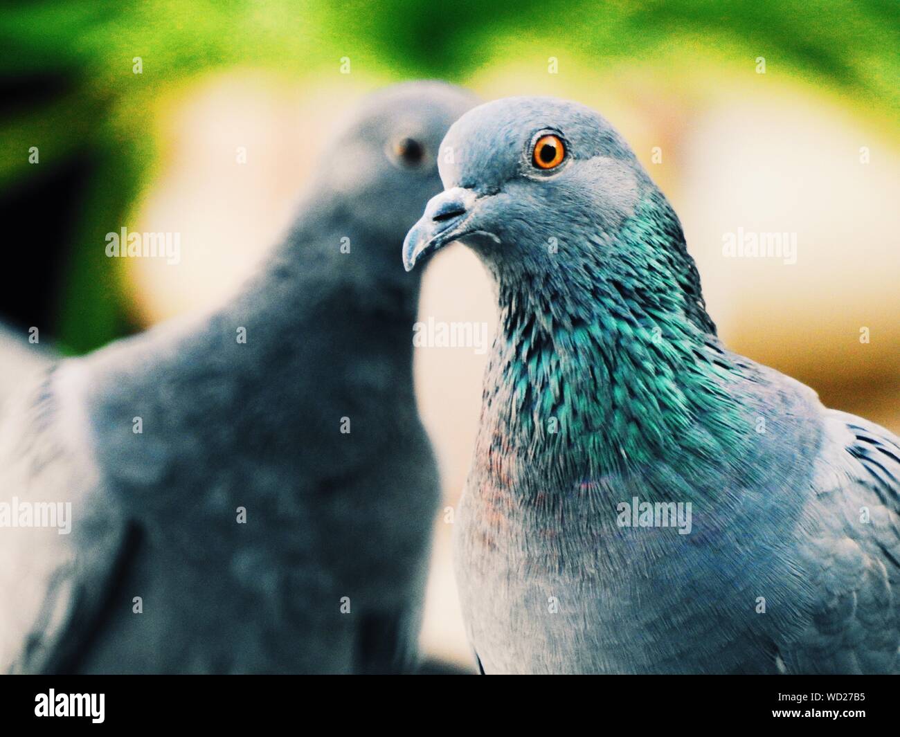 Detail of birds hi-res stock photography and images - Alamy