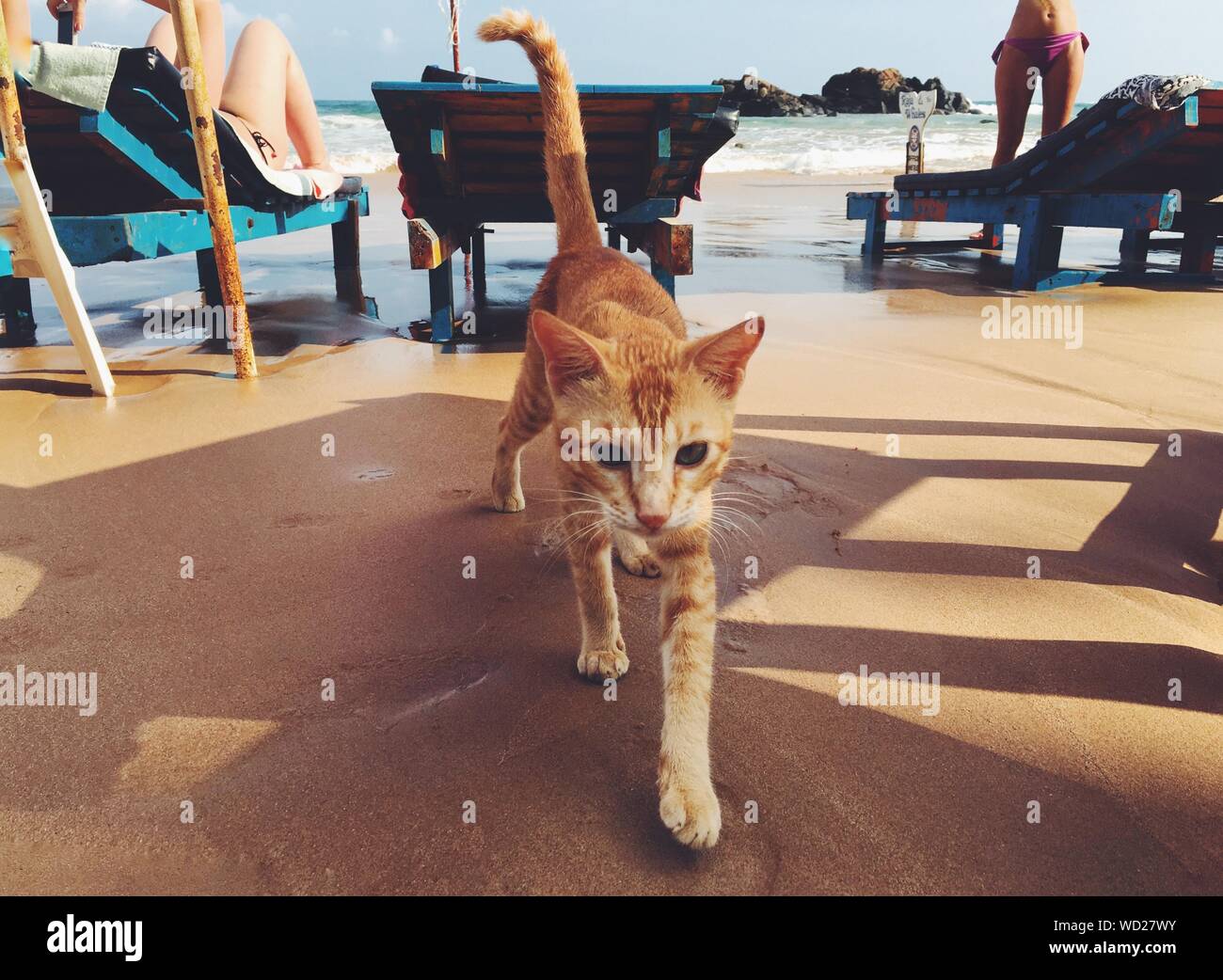 Portrait of sand cat hi-res stock photography and images - Alamy