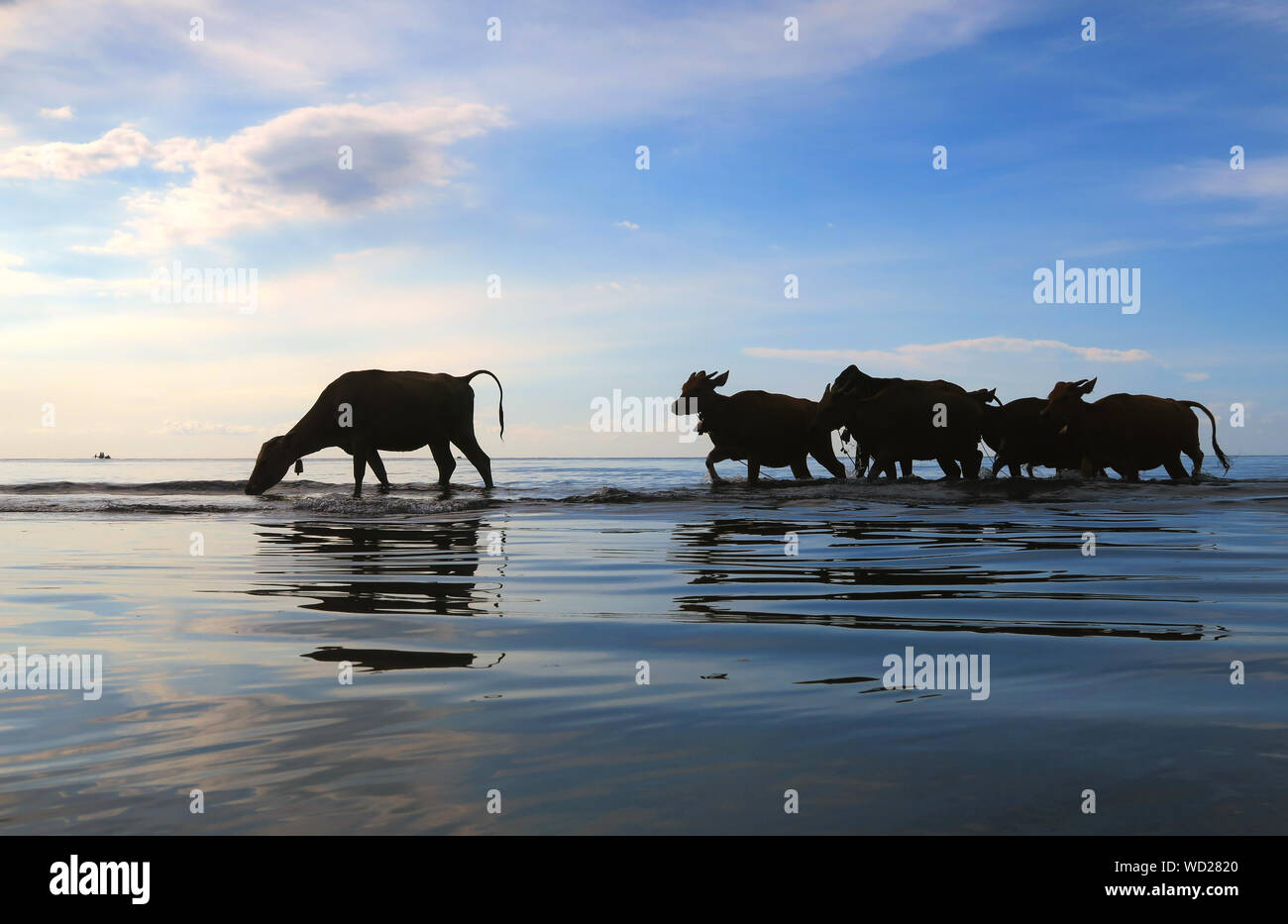 Cows on the beach of hi-res stock photography and images - Alamy