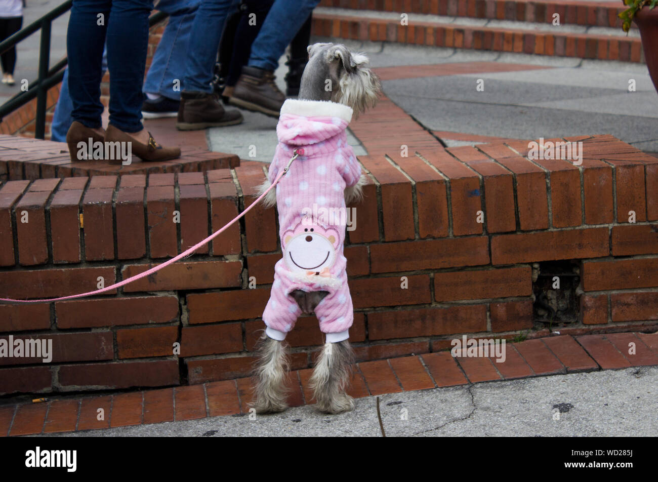 Funny dog clothing hi-res stock photography and images - Alamy