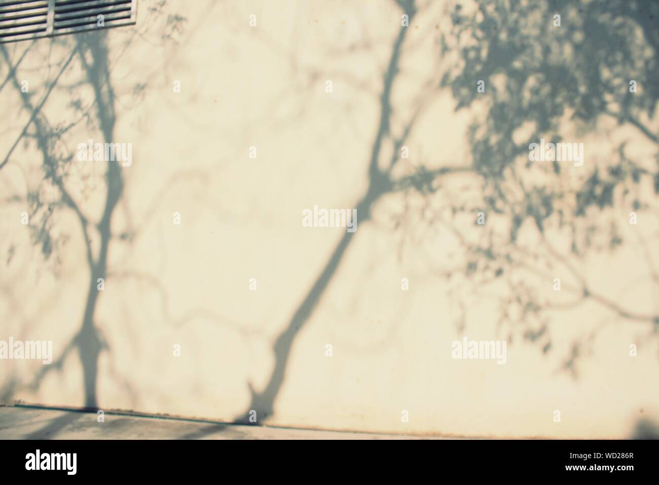 Tree on wall hi-res stock photography and images - Alamy