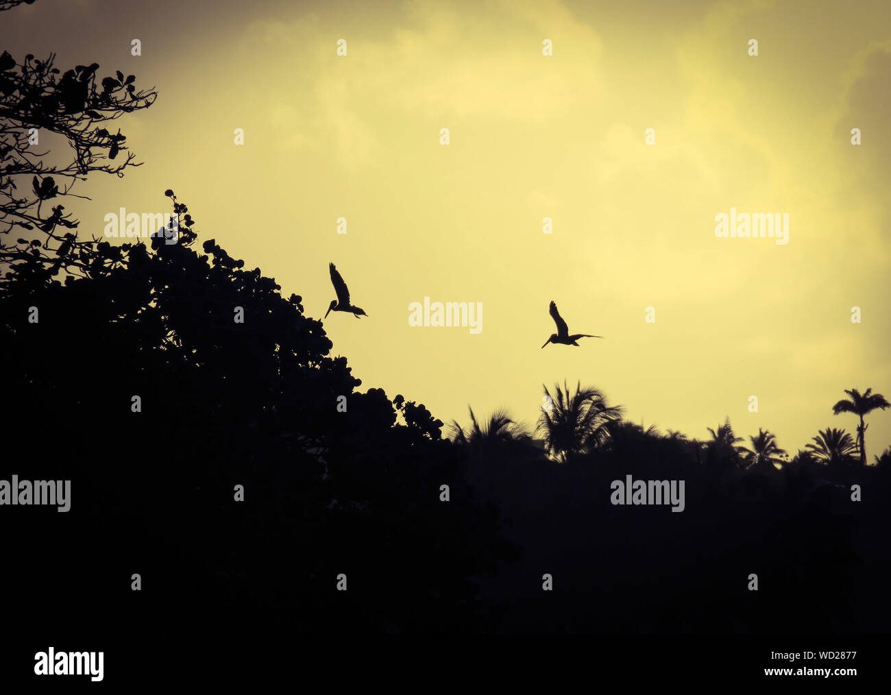 Birds flying by trees hi-res stock photography and images - Alamy