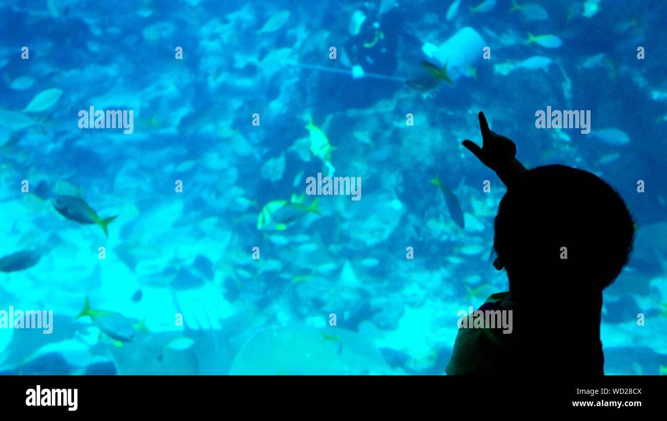 Balance fish hi-res stock photography and images - Alamy